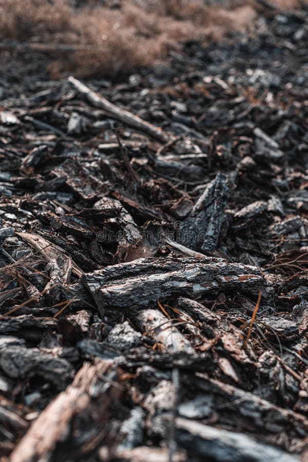 Vertical Shot of Tree Bark Mulch on the Ground Stock Photo - Image of ...