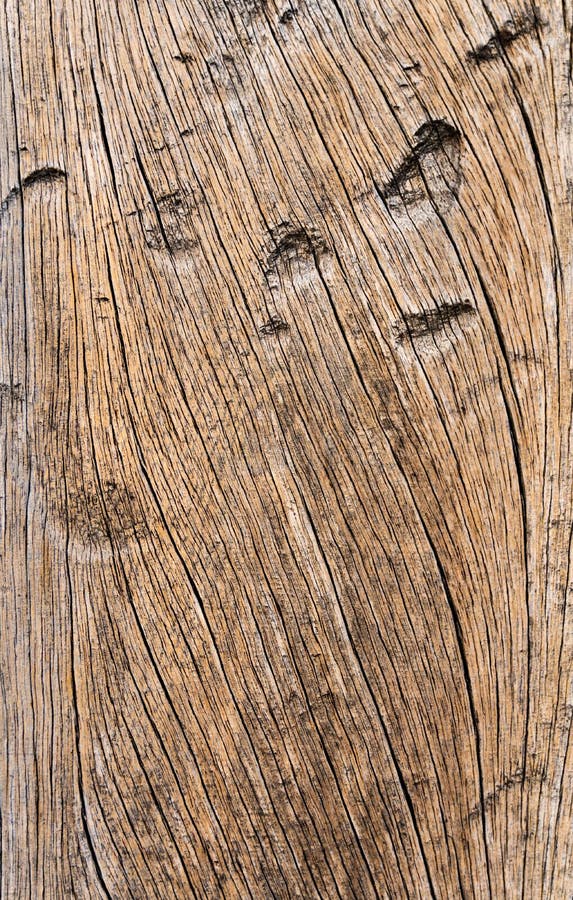 Vertical Shot of a Tree Bark Texture for Backgrounds Stock Image ...