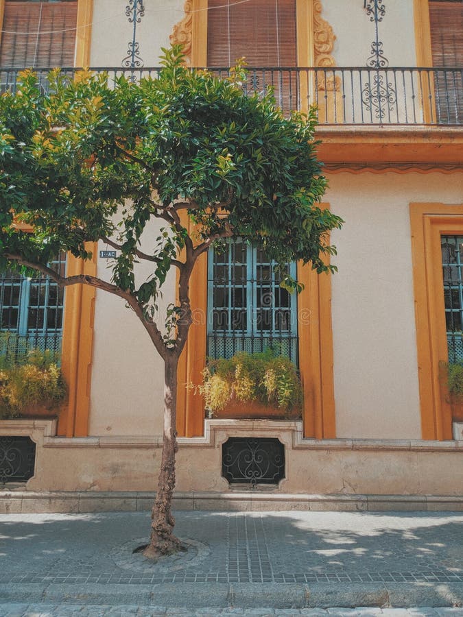 Vertical Shot of a Tree Behind a Building during Daytime Stock Photo ...