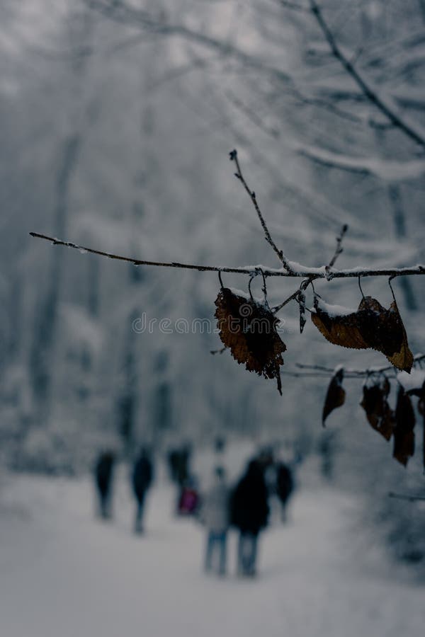Vertical Shot of a the the Tree Branch with Leaves - People Walking in ...