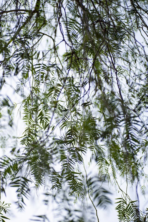Vertical Shot of Tree Branches with Green Leaves on a Burred Background ...