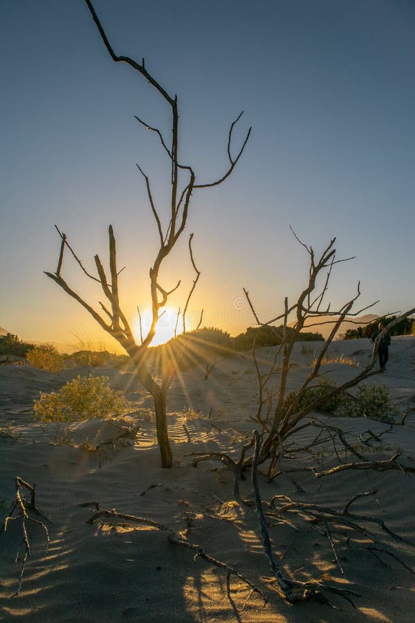 Vertical Shot of Tree Branches Growing from White Sand with Sun Rays ...