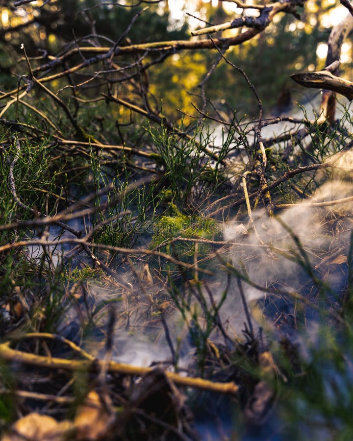 Vertical Shot of Tree Branches and Plants in a Forest Enveloped in ...