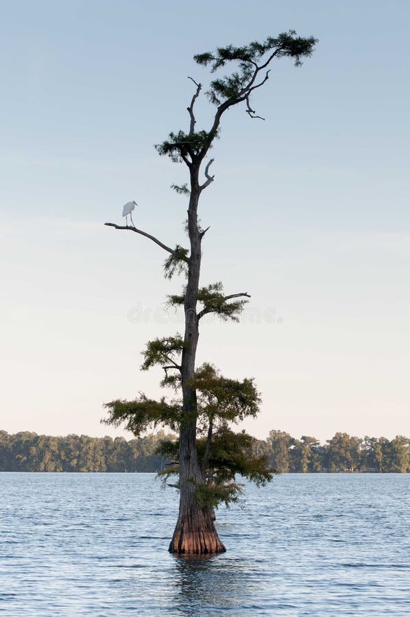 Vertical Shot of a Tree Growing Out of the Surface of the Water Stock ...