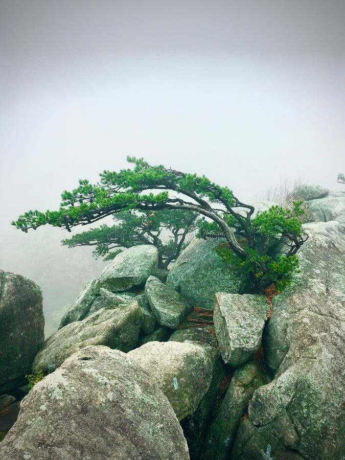 Vertical Shot of a Tree Growing in between Rocks on a Summit Stock ...