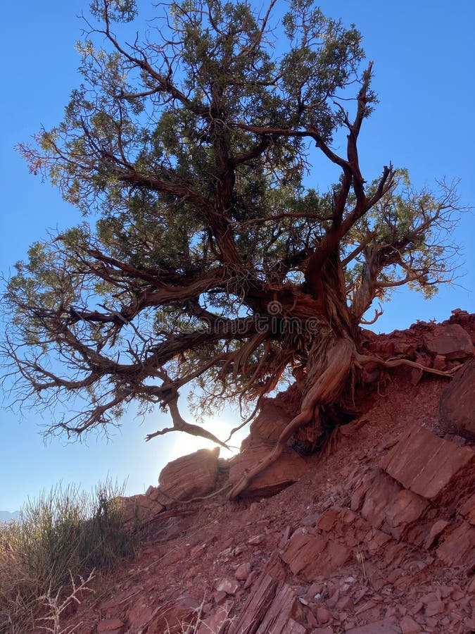Vertical Shot of a Tree Growing on a Rocky Cliff Stock Photo - Image of ...