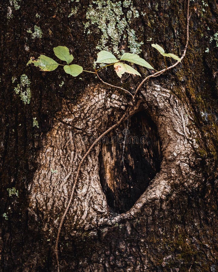 Vertical Shot of a Tree Hollow on a Tree Trunk Stock Image - Image of ...