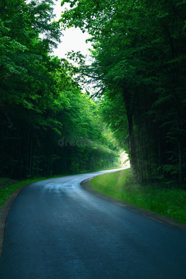 Vertical Shot of a Tree Lined Road Passing through the Woods, with the ...