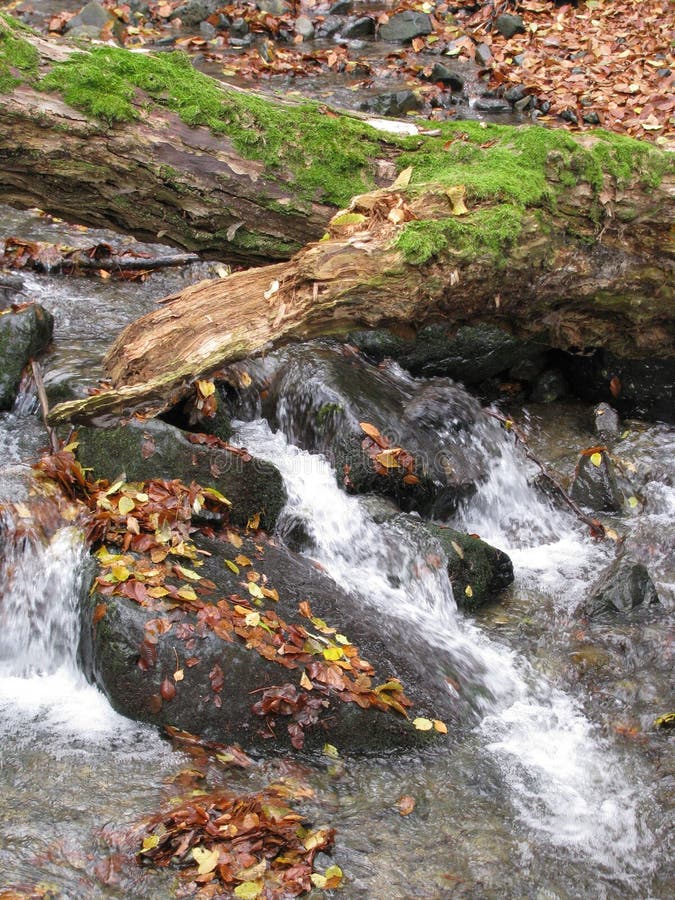 Vertical Shot of a Tree Log Fallen Over the Rocky River in the Forest ...