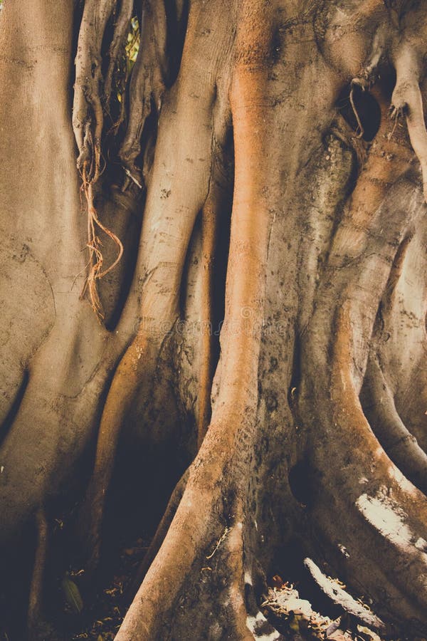 Vertical Shot of a Tree Root Under the Sunlight Stock Image - Image of ...