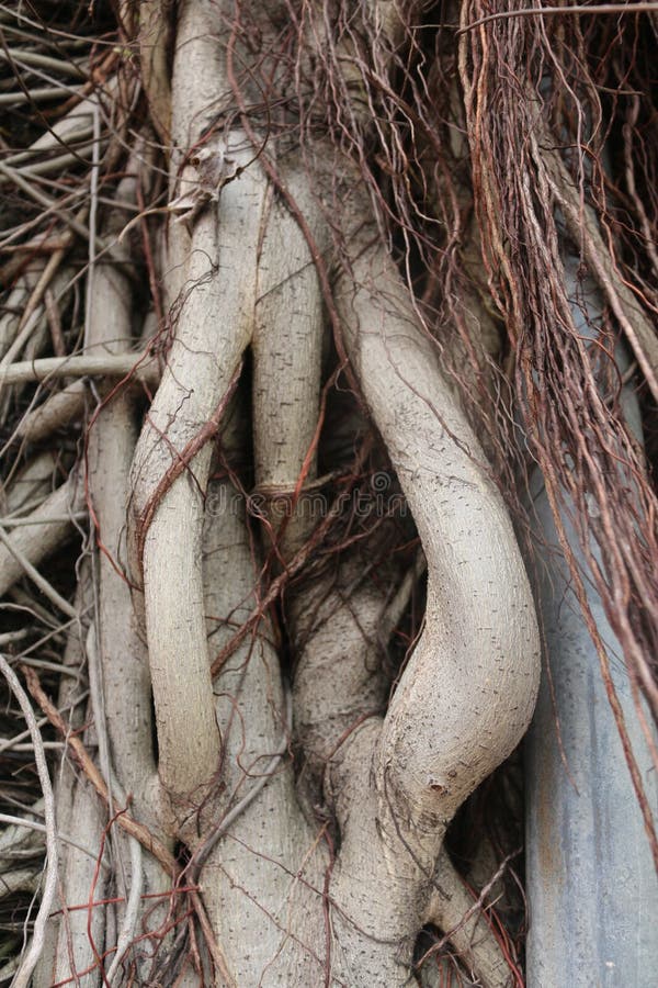 Vertical Shot of Tree Roots Stock Photo - Image of ground, fresh: 194066014