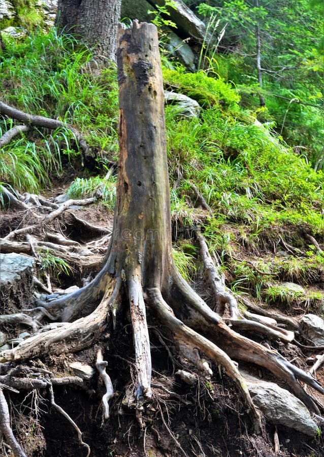 Vertical Shot of the Tree Roots in a Forest Stock Image - Image of ...