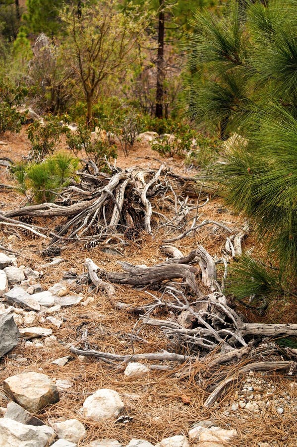 Vertical Shot Tree Roots in a Forest Perfect for Wallpapers and ...