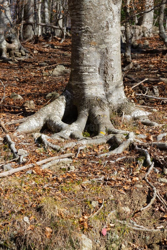 Vertical Shot of Tree Roots on Ground Stock Image - Image of vertical ...