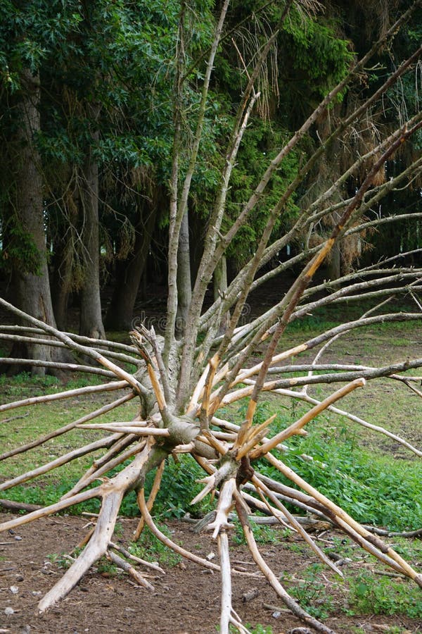Vertical Shot of Tree Roots on the Ground in the Forest Stock Image ...