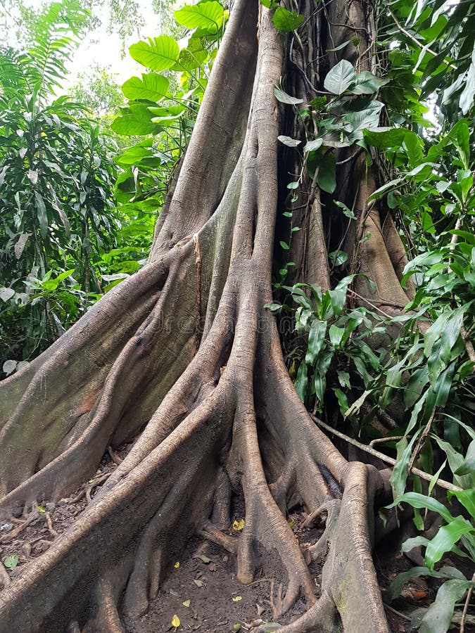 Vertical Shot of Tree Roots in the Middle of a Forest Surrounded by ...