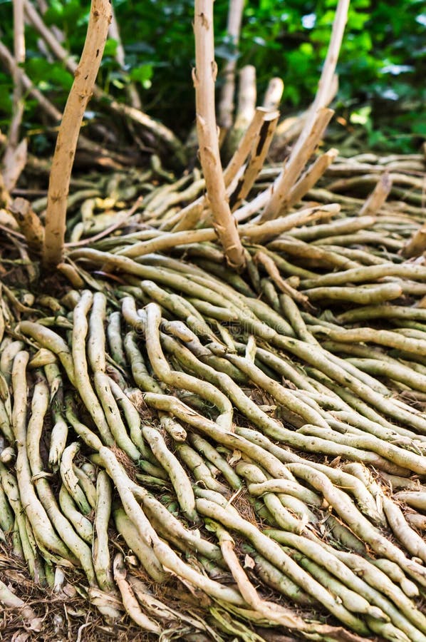 Vertical Shot of Tree Roots Poking Out of the Ground in the Forest ...