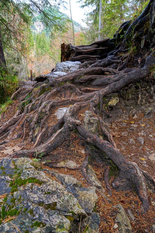 Vertical Shot of Tree Roots on the Surface in the Woods Stock Photo ...