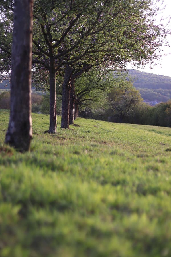 Vertical Shot of a Tree Row Surrounded with Grass Stock Photo - Image ...