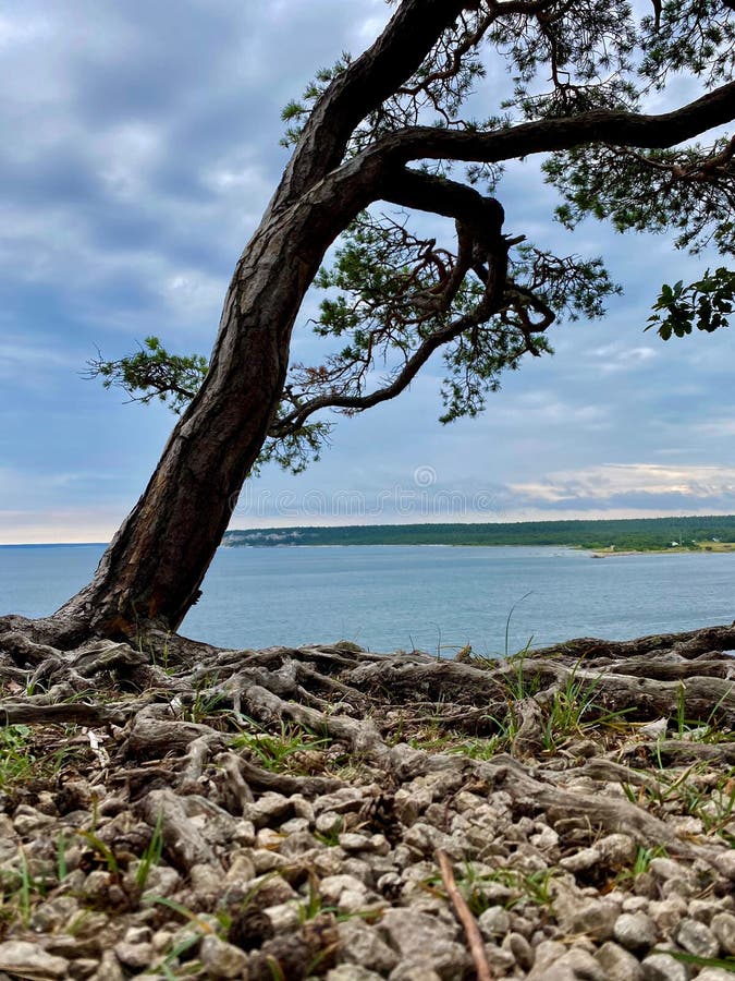 Vertical Shot of a Tree at the Shore with Long Roots Stock Photo ...