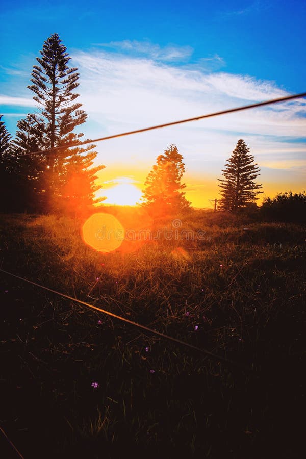 Vertical Shot of Tree Silhouettes in a Field Under a Blue Sky and ...
