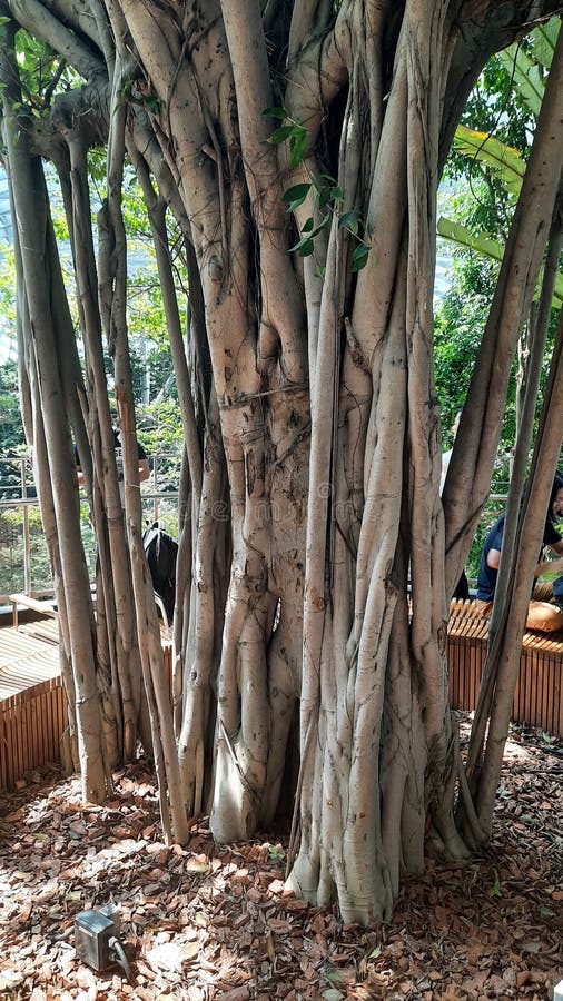 Vertical Shot of a Tree in the Singapore Changi Airport Stock Photo ...