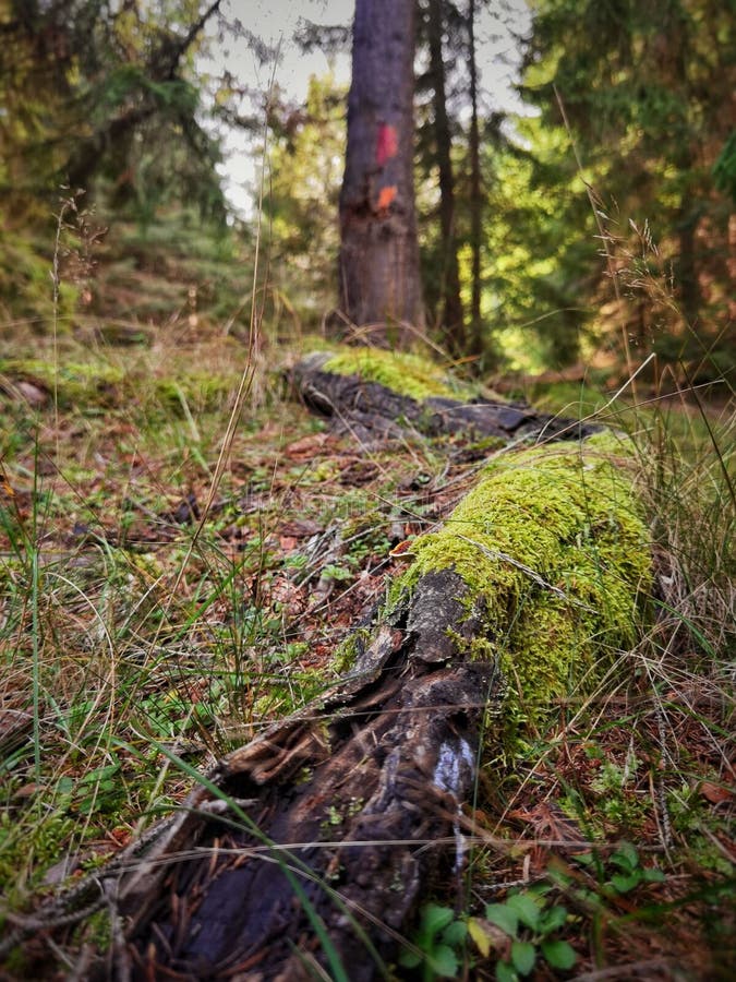 Vertical Shot of Tree Stump Covered by Moss in a Forest Stock Photo ...