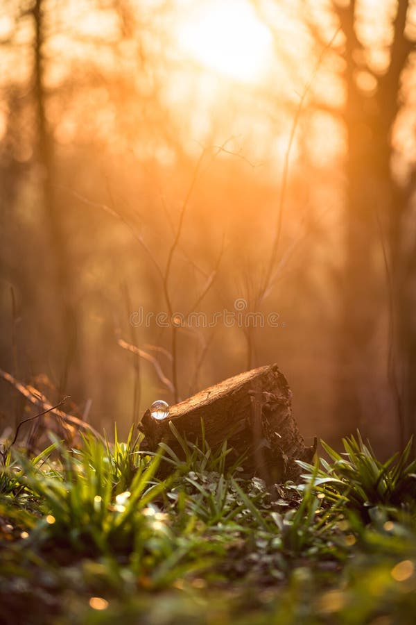 Vertical Shot of a Tree Stump and Green Grass in a Forest Under the ...
