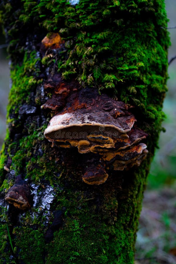 Vertical Shot of a Tree Trunk Covered with Fungus and Moss Stock Image ...