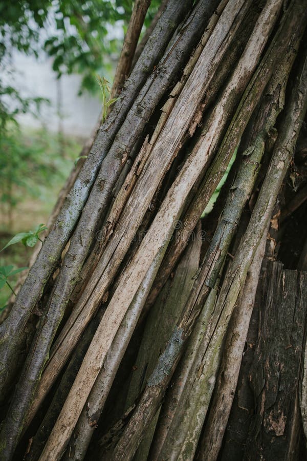 Vertical Shot of a Tree Trunk Texture Stock Image - Image of ...