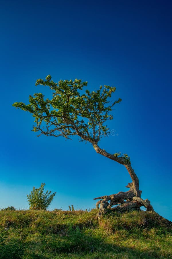 Vertical Shot of a Tree with Twisted Trunk Grown on the Top of a Hill ...