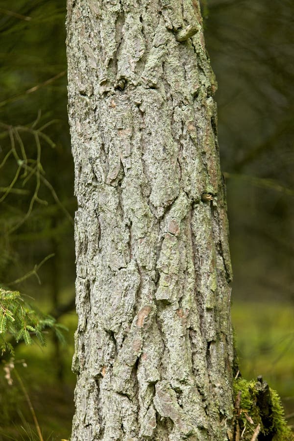Vertical Shot of a Tree White Trunk in a Forest Stock Photo - Image of ...