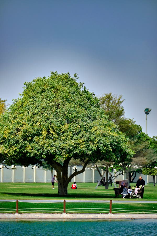Vertical Shot of Trees at Aspire Park, Doha, Qatar Editorial Photo ...
