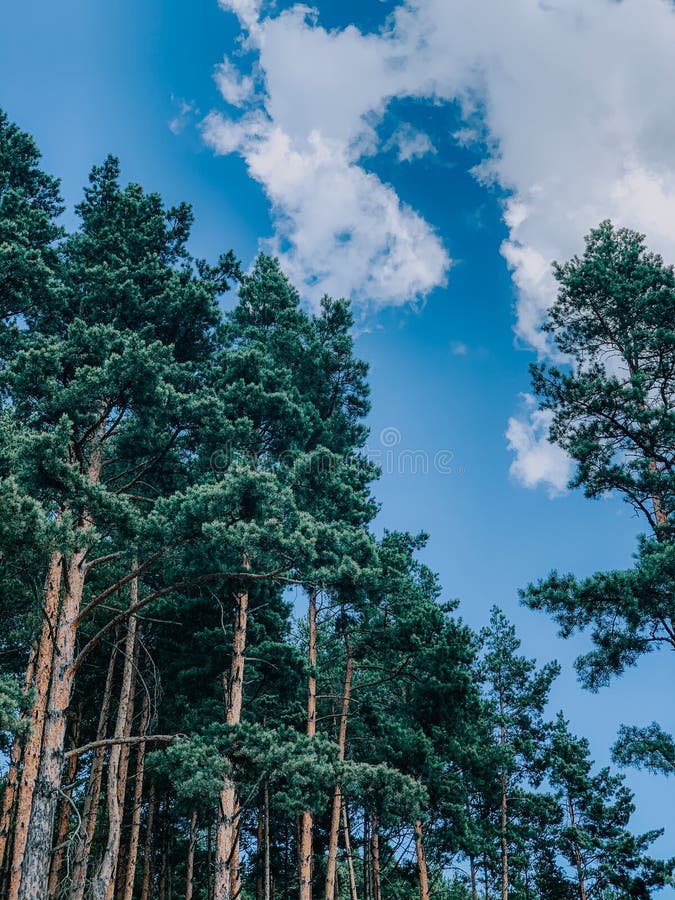 Vertical Shot of Trees with Crawling Branches in a Forest on a Cloudy ...