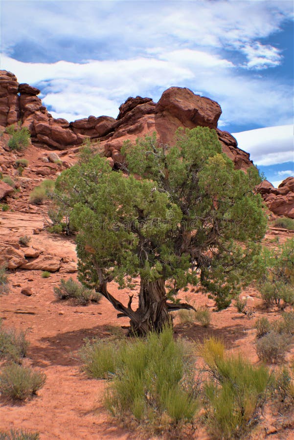 Vertical Shot of Trees in a Desert in Utah Stock Photo - Image of ...