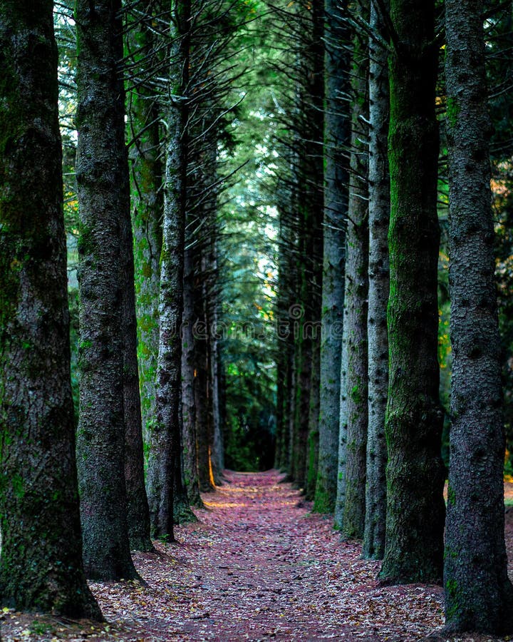 Vertical Shot of Trees Facing Each Other in a Forest Stock Image ...