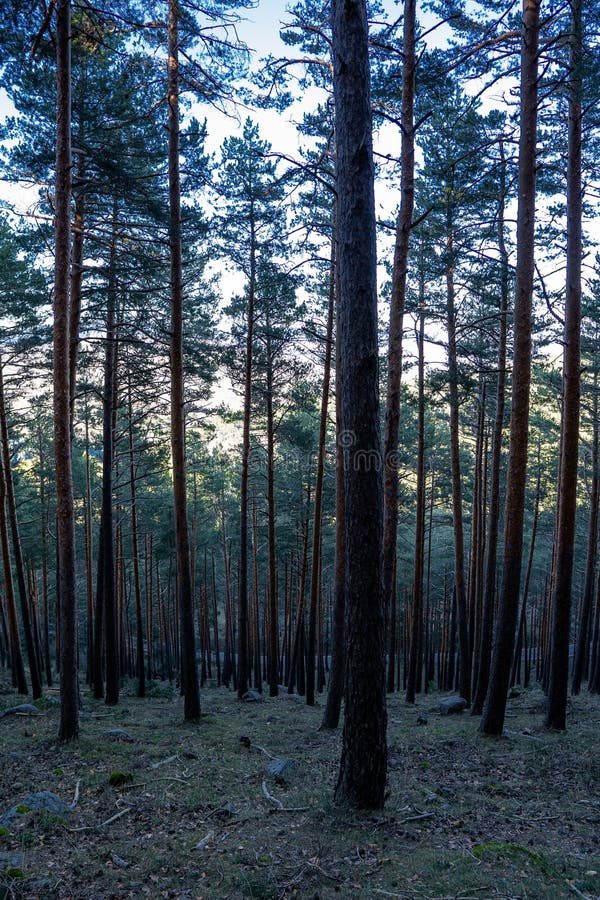 Vertical Shot of Trees in a Forest at Daytime - Perfect for Wallpapers ...