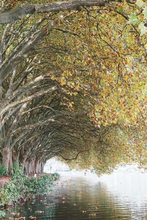 Vertical Shot of Trees Hanging Over a Lake during Fall Stock Photo ...