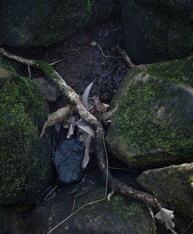 Vertical Shot of Trees Roots and Fungi Growing on the Rocks Stock Photo ...