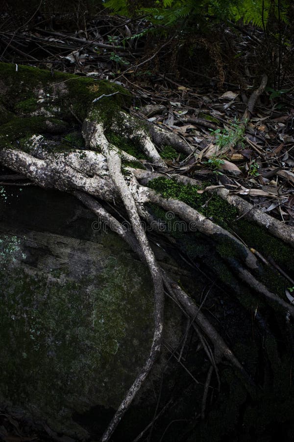 Vertical Shot of Trees Roots and Fungi Growing on the Rocks Stock Photo ...