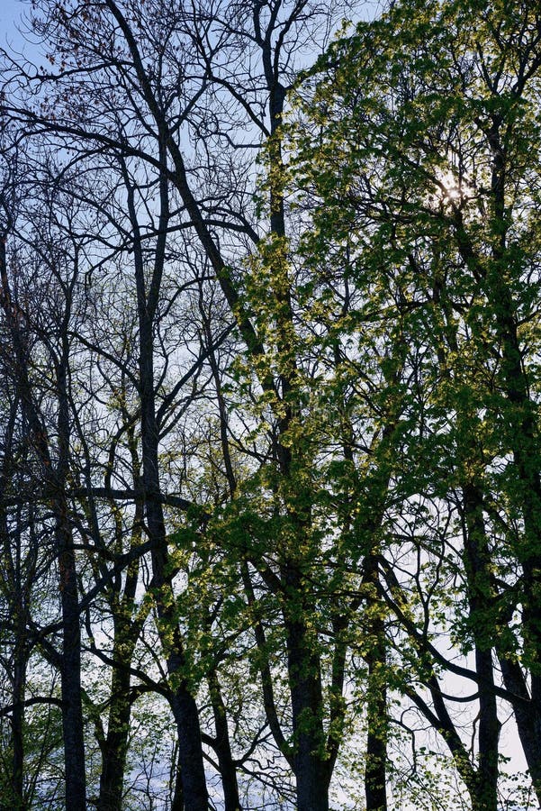 Vertical Shot of Trees with the Sky in the Background. Stock Photo ...