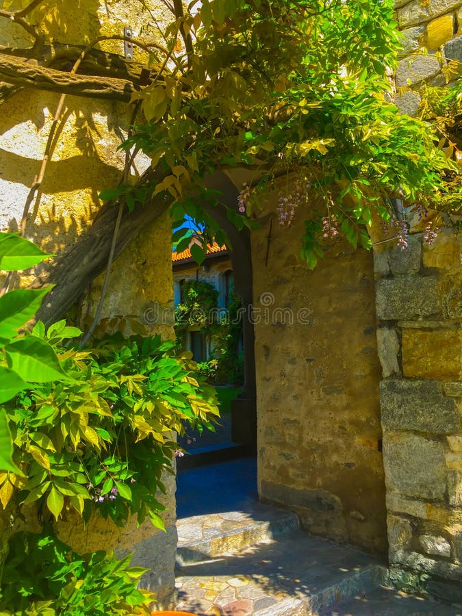 Vertical Shot of Trees in a Yard Surrounded by Buildings Under the ...