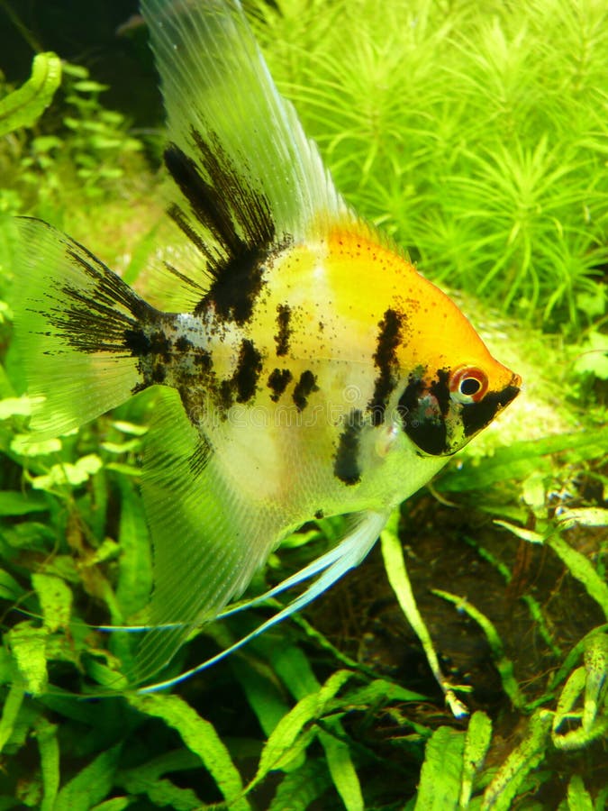 Vertical Shot of a Tropical Fish Swimming in the Aquarium Stock Photo ...