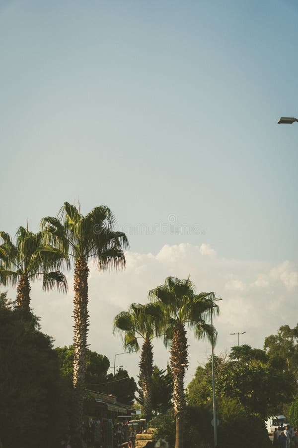 Vertical Shot of the Tropical Palm Trees with a Film-style Edit Stock ...