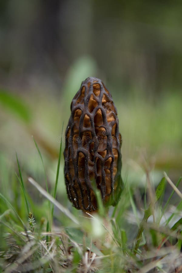 Vertical Shot of a True Morels Mushroom in a Blur Stock Photo - Image ...