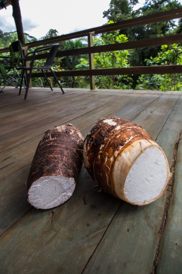 Vertical Shot of Tuber Extracted from the Ground Called Malanga Stock ...