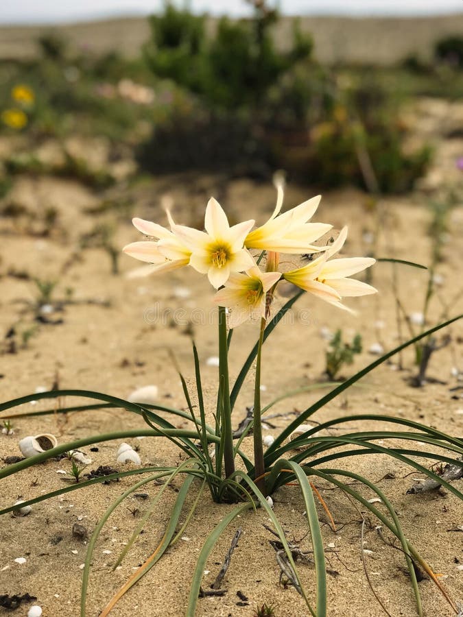 Vertical Shot of Tulipa Biflora, the Two-flowered Tulip Stock Image ...