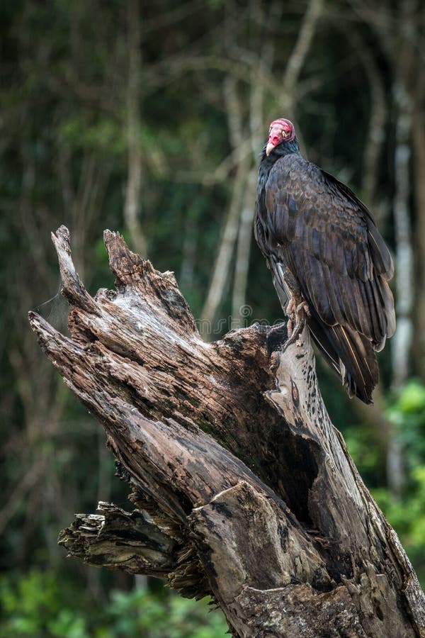 Vertical Shot of a Turkey Vulture Sitting on a Tree Log Stock Image ...