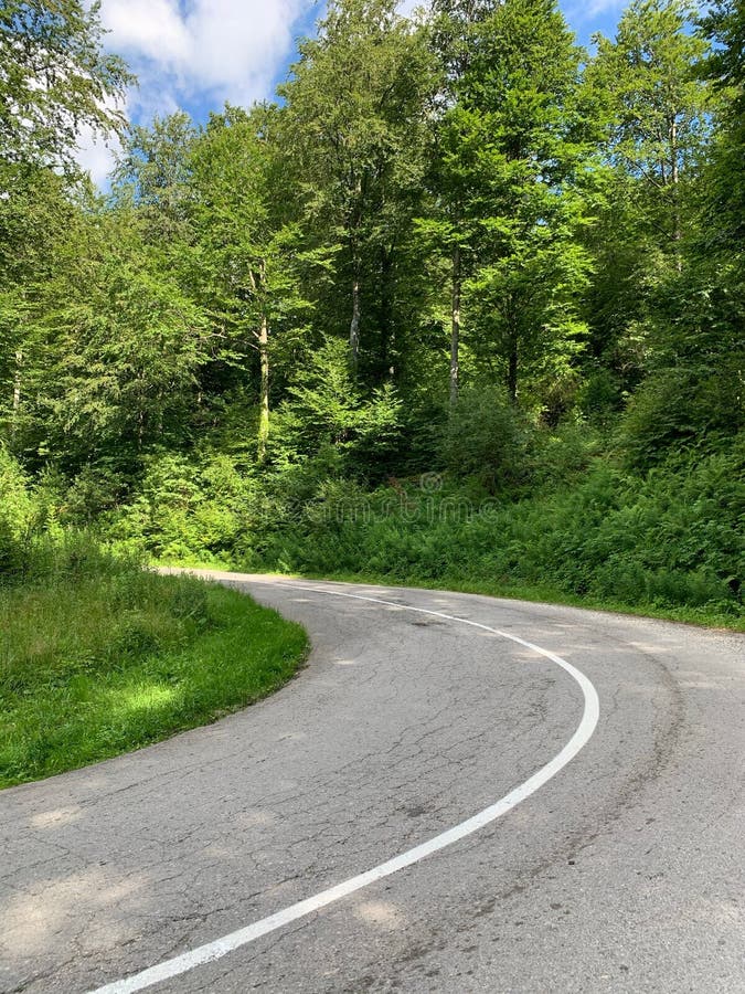 Vertical Shot of a Turning Road in a Forest Stock Photo - Image of ...