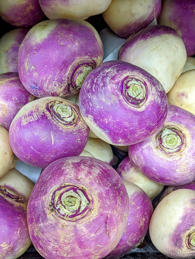 Vertical Shot of Turnip Heads Piled Together Stock Image - Image of ...